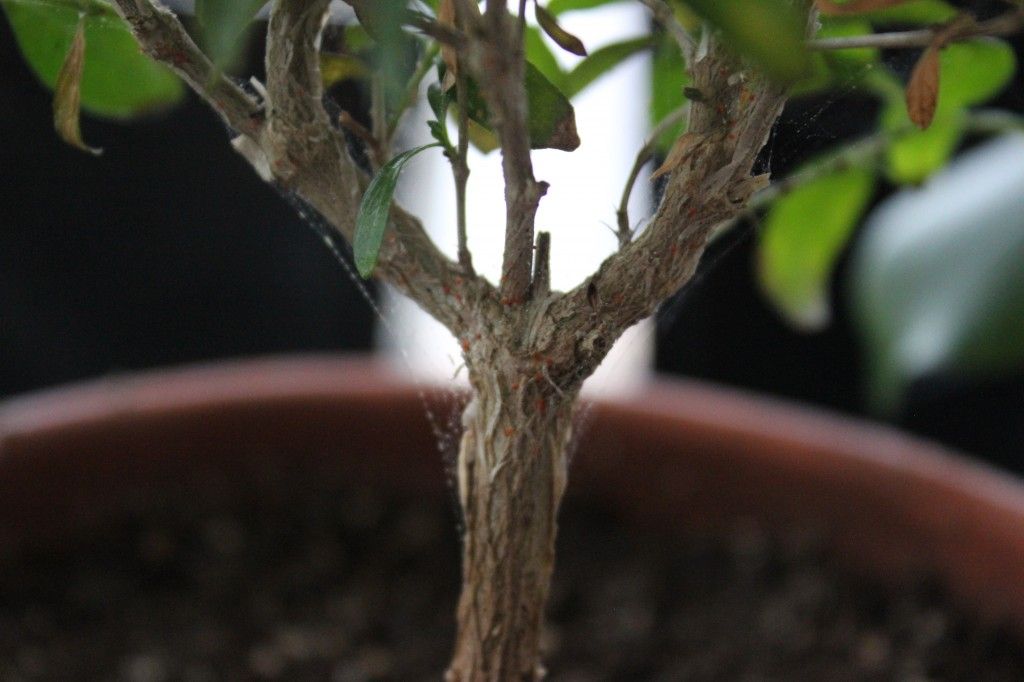How To Kill Spider Mites | How to Take Care of a Bonsai Tree